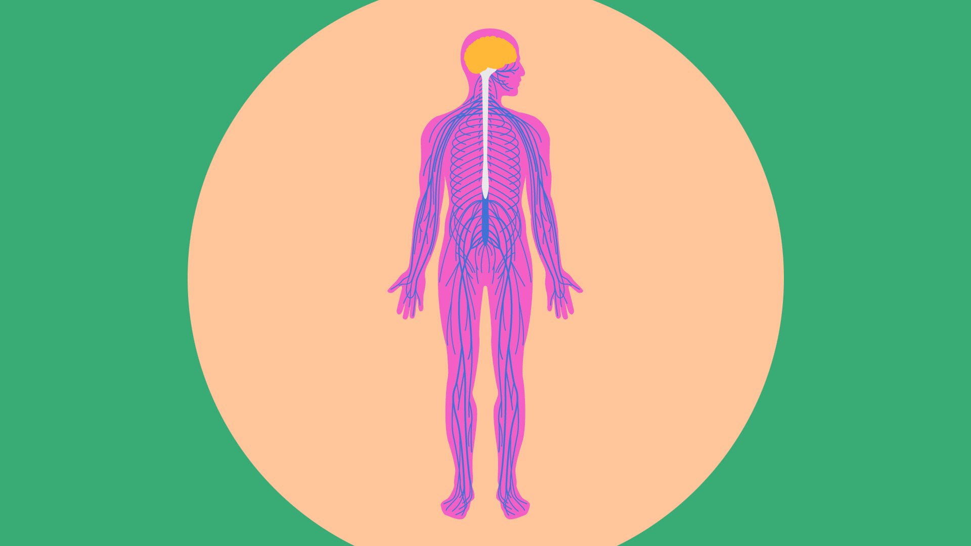 A summary of body systems - ABC Education