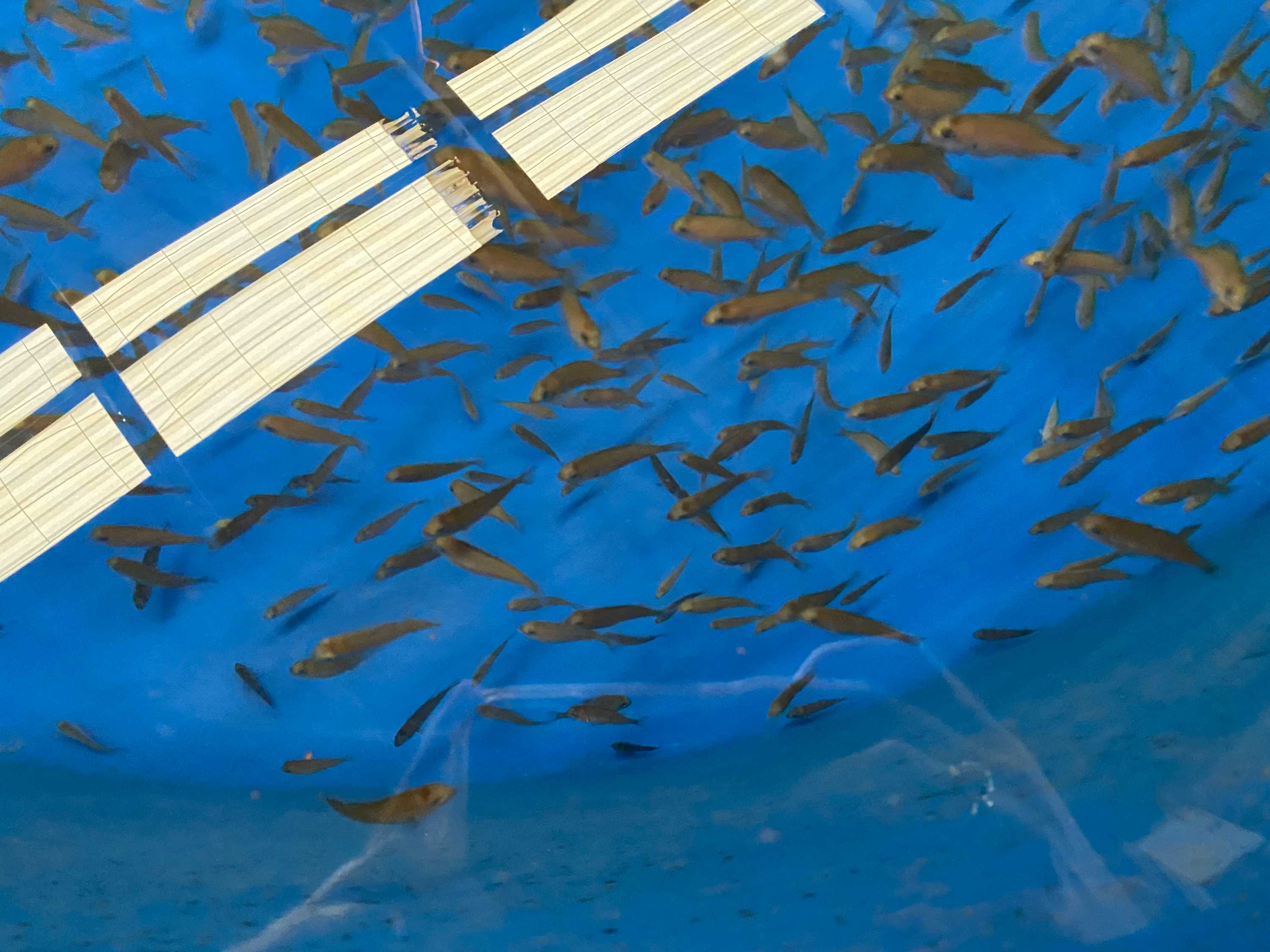 Thousands of baby snapper to be released into SA gulf waters to boost ...