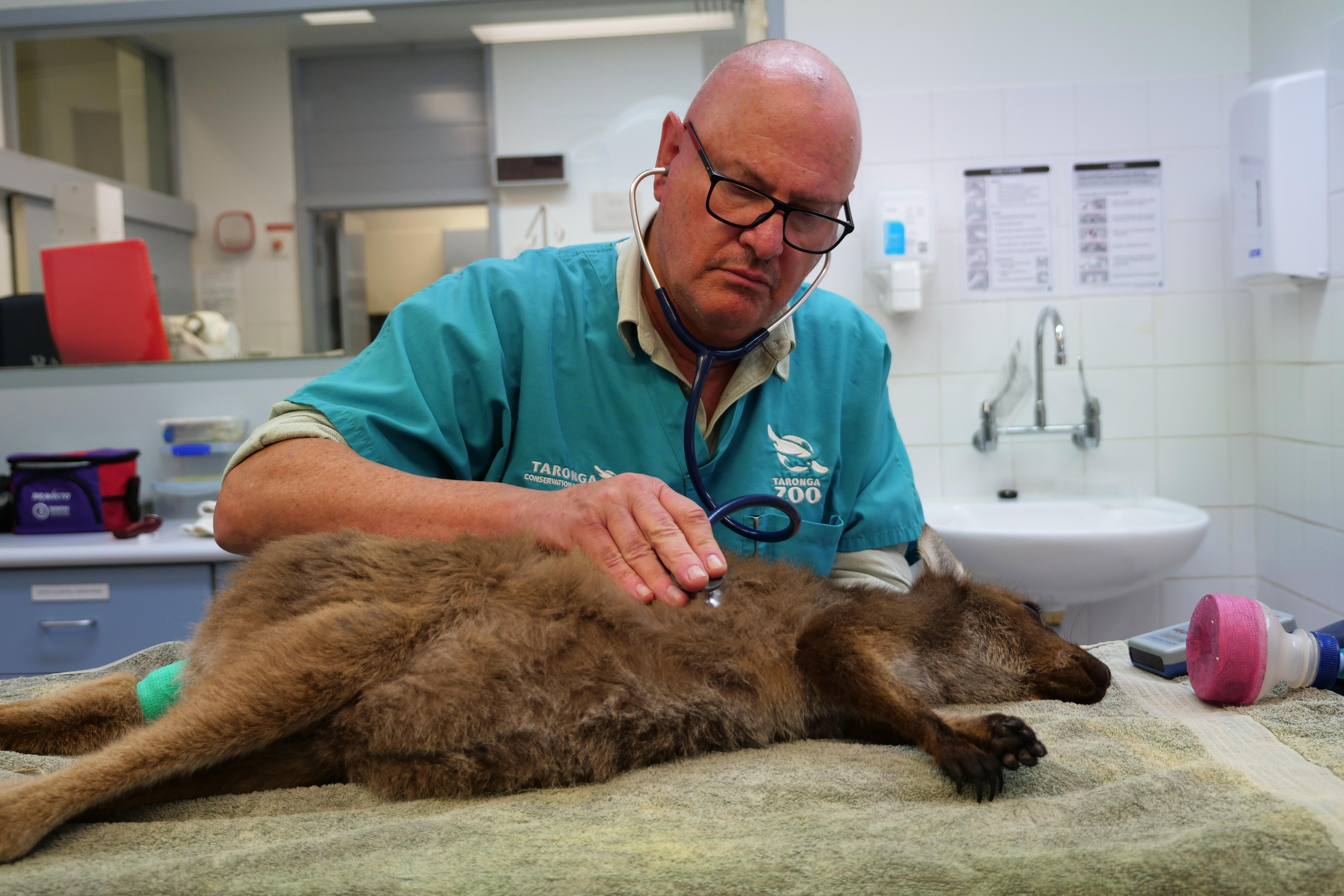 Veterinarians With Wild Animals As A Clinical Veterinarian For The San