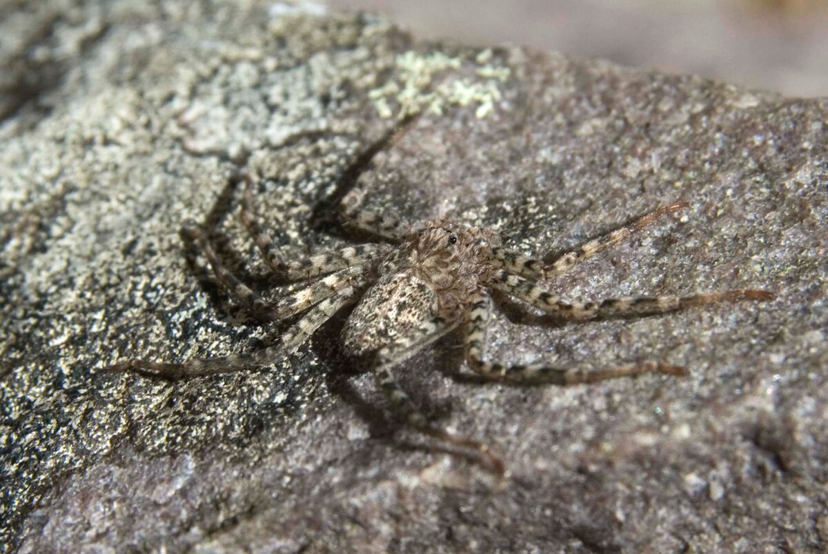 Could an Australian spider be the world's fastest lunging predator ...