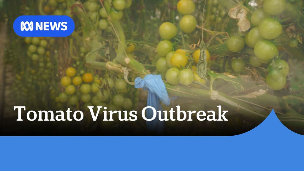 Tomato virus leads to job losses and supply chain disruptions - ABC News