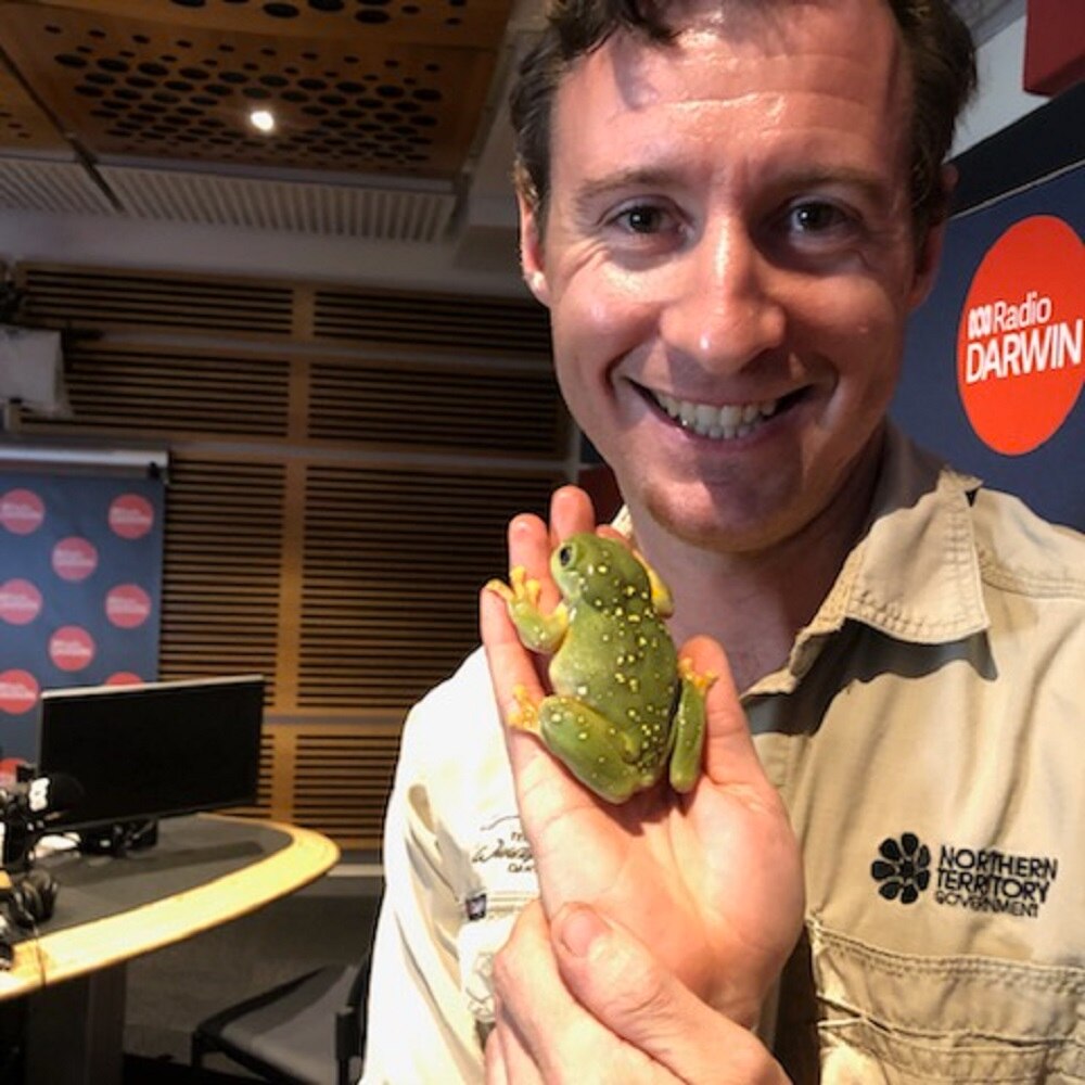 Magnificent Tree Frogs - ABC listen