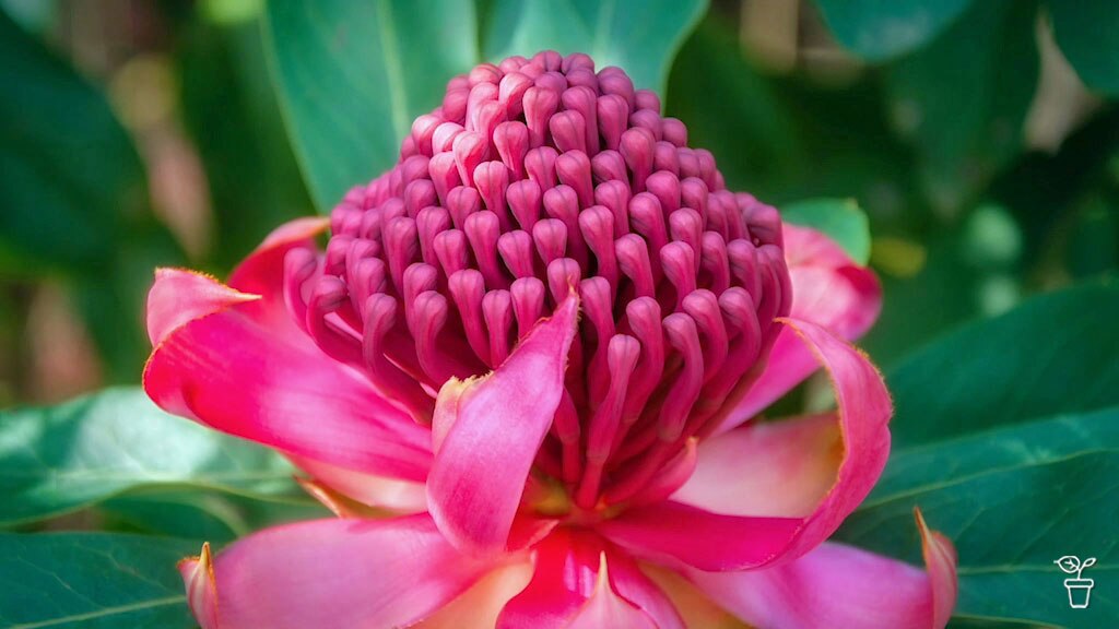 Plant Profile | Waratahs - Gardening Australia