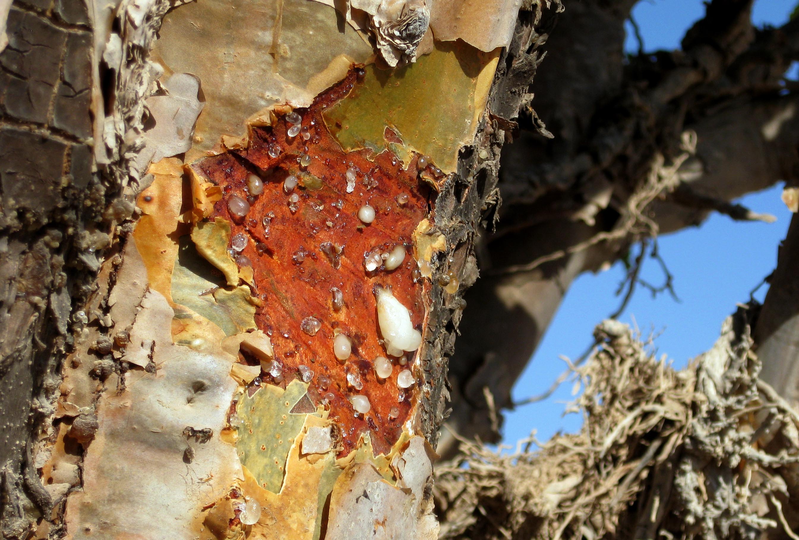 Frankincense trees in decline - ABC News