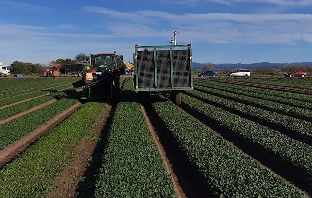 Spinach production grows 20pc in past year with rise in popularity of ...