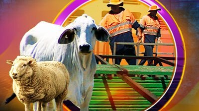 Live Exports - Behind The News