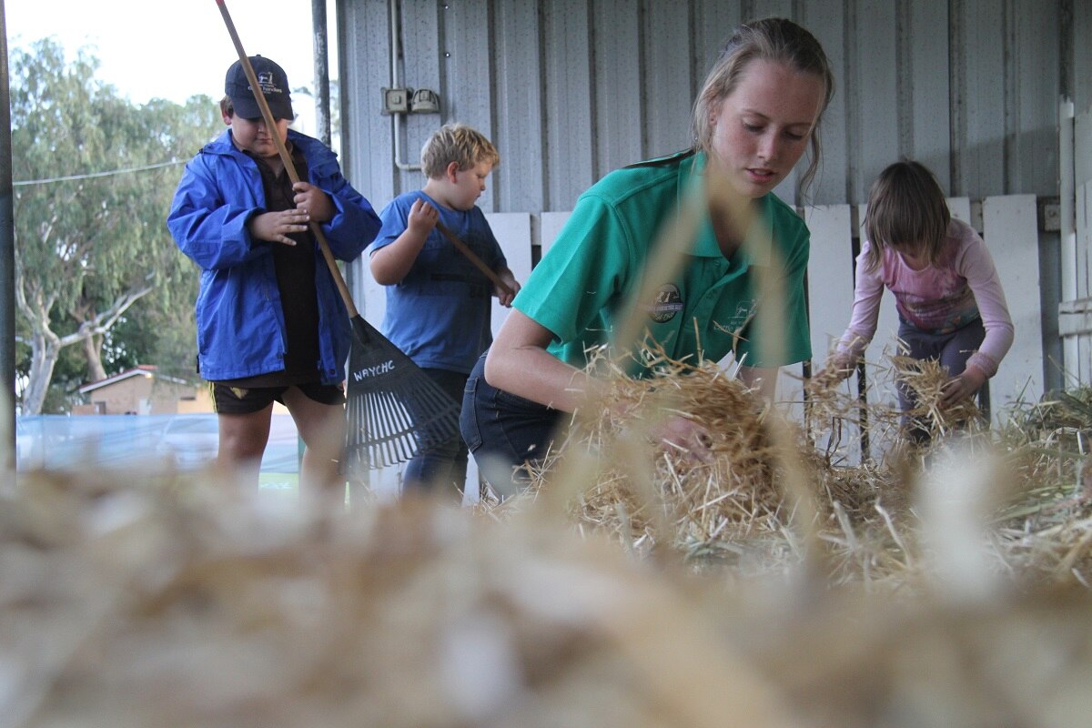 Future of WA cattle industry gathers to learn the ropes - ABC News