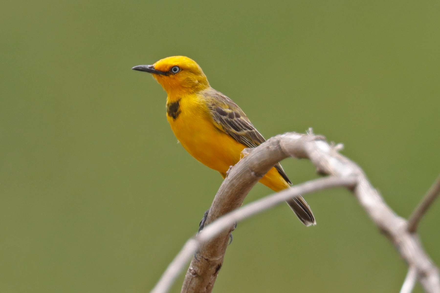 Bird of The Week: Yellow Chat - ABC listen