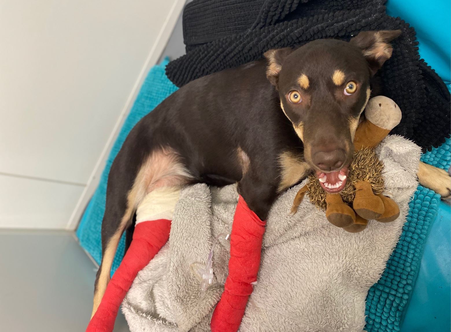 Tough kelpie pup Toffee survives fall from car travelling at 110kph ...