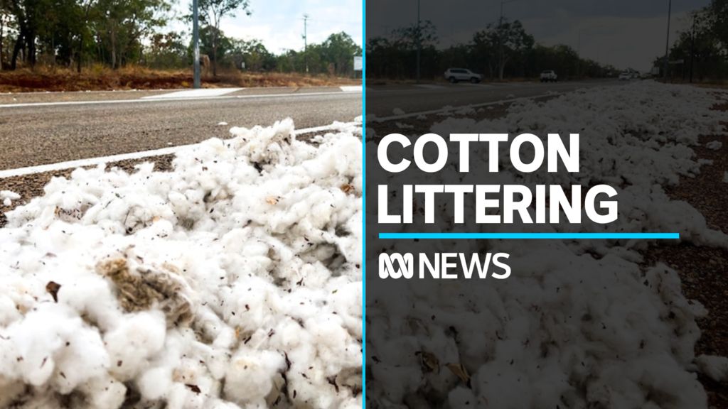 Unwanted cotton trees sprout along major roads near NT's top end - ABC News