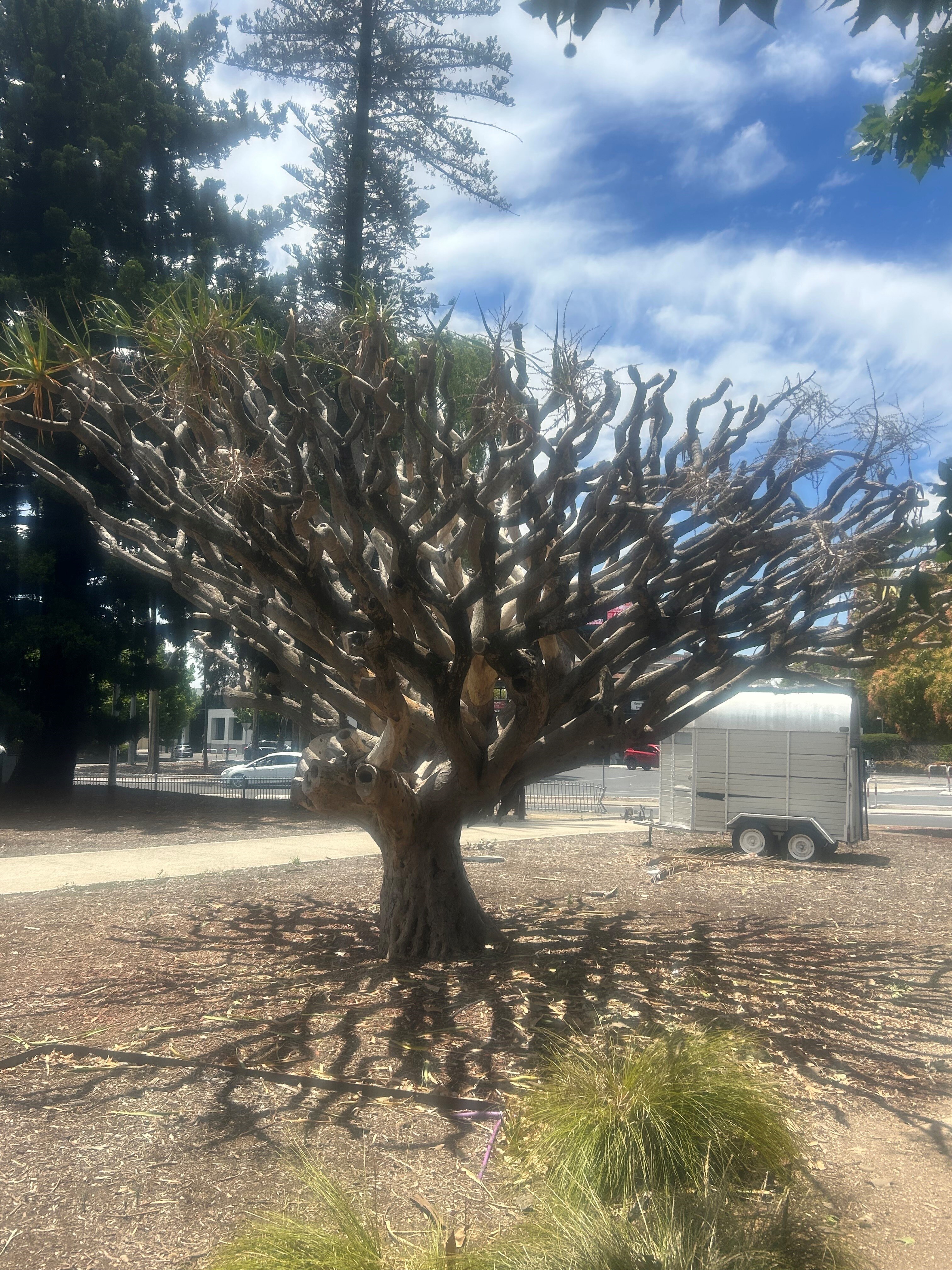 Spectacular 121-year-old tree dies in Victoria Park - ABC listen