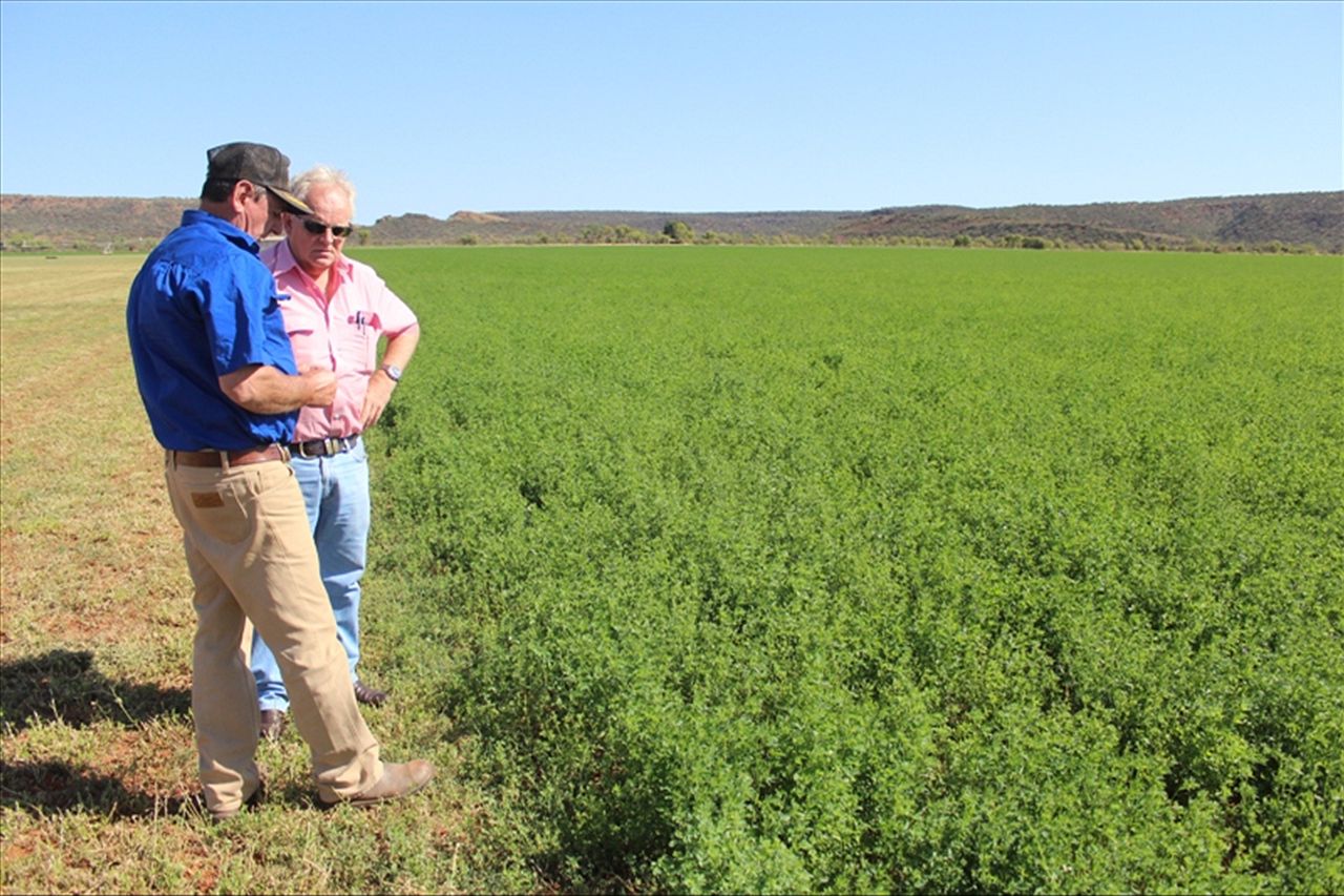 Making hay when the sun shines at the Centre's only lucerne farm - ABC News