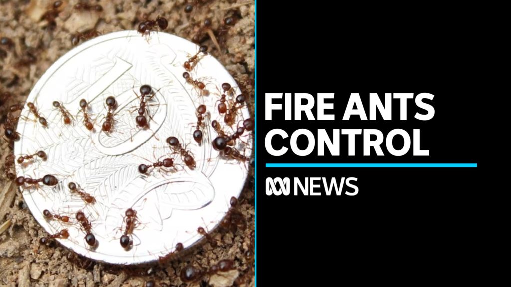 NSW farmers urging for eradication body to control fire ants - ABC News