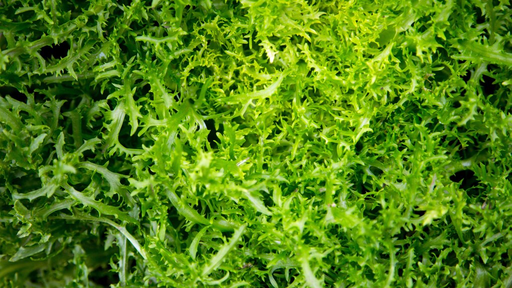 Endive - Gardening Australia