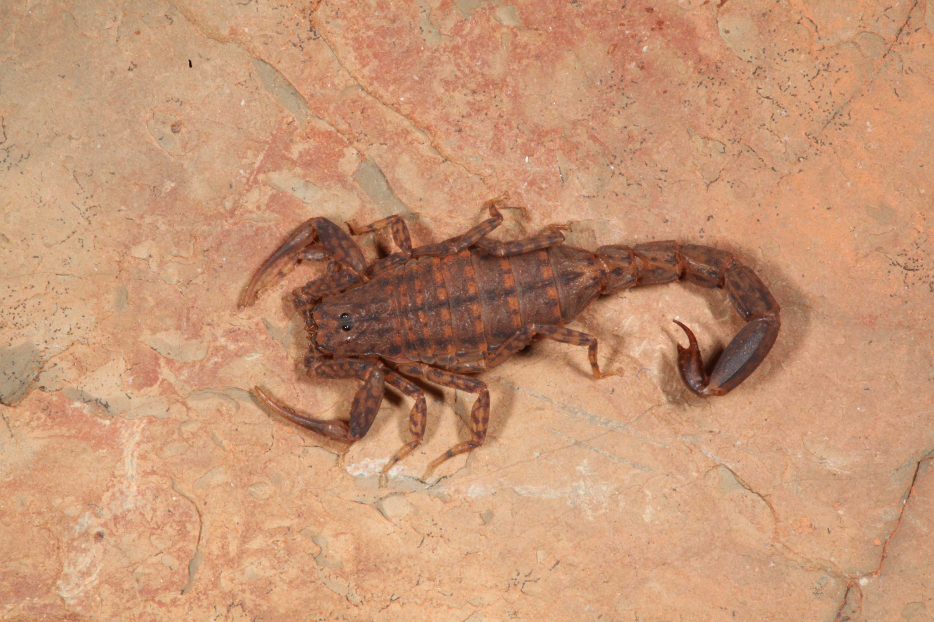 Scorpions on the march in northern Australia are just looking for love ...
