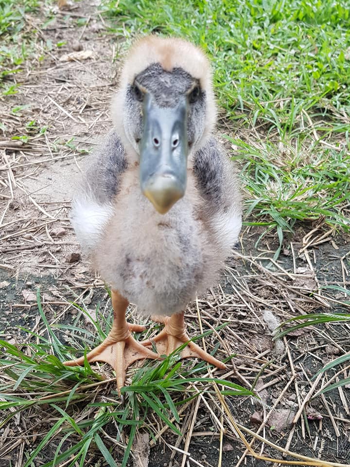 Magpie goose gosling killed in alleged animal cruelty incident in Far ...