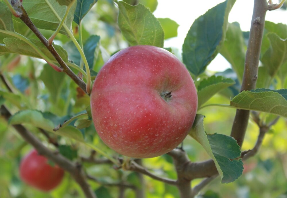 Gardening talkback: she'll be apples - ABC Hobart