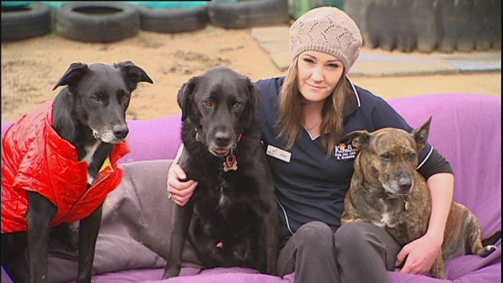 Doggy day cares are booming in Perth - ABC News