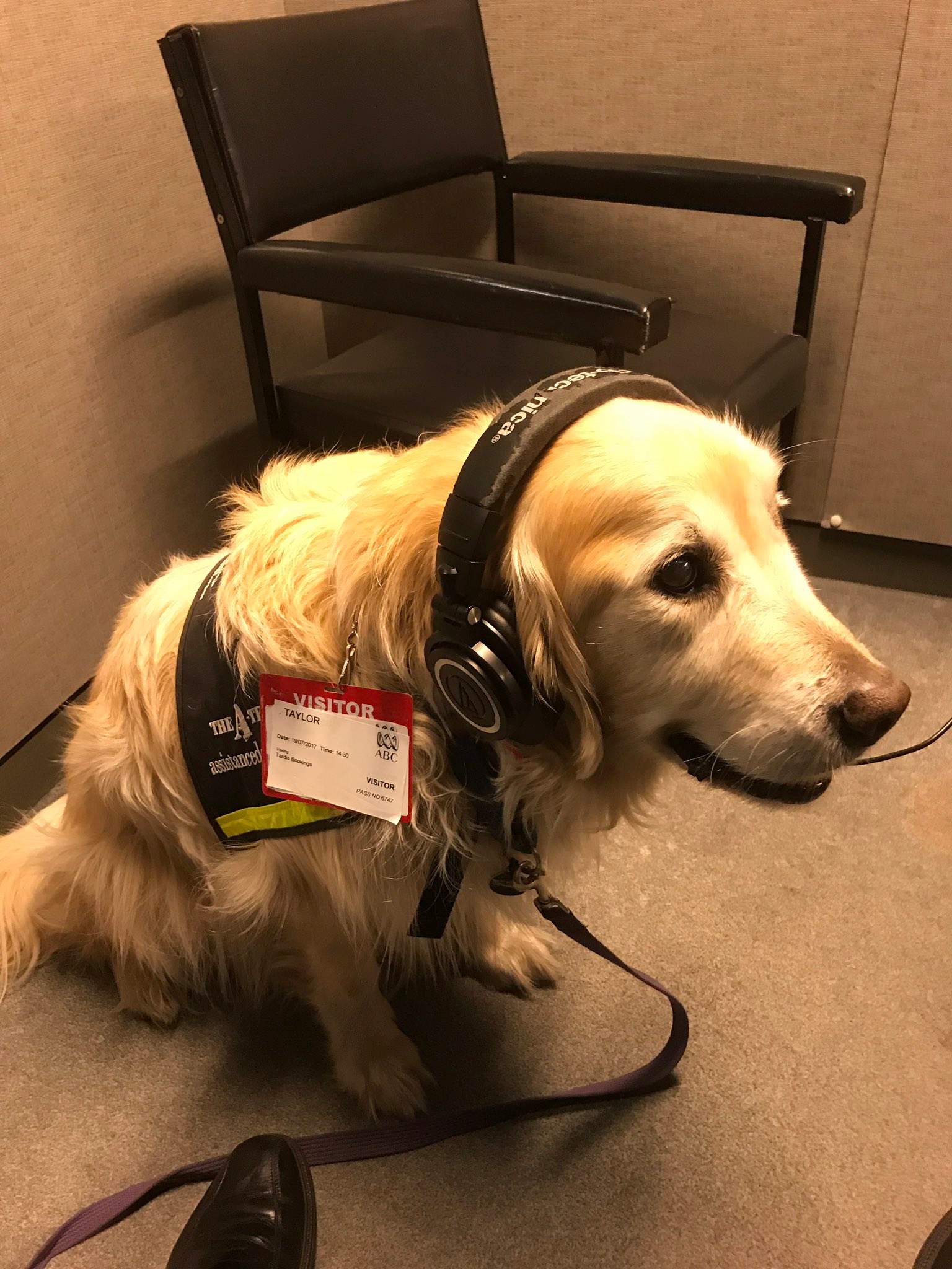 Pups in prison: inmates train assistance dogs for new life - ABC listen