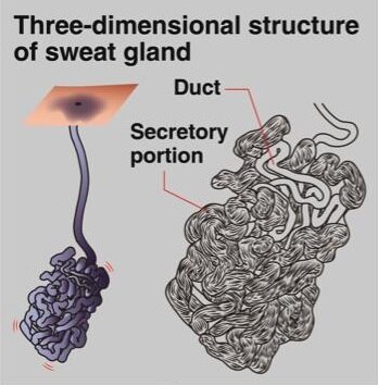 Sweat won't rid your body of toxins, but it can help diagnose and ...