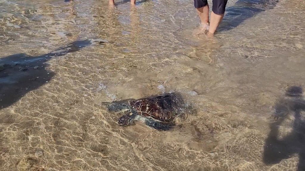 Joni the sea turtle is finally free. (ABC Science: Anna Salleh) - ABC News
