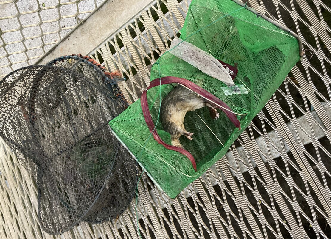 Queensland Fisheries survey seeks feedback on potential 'opera house ...