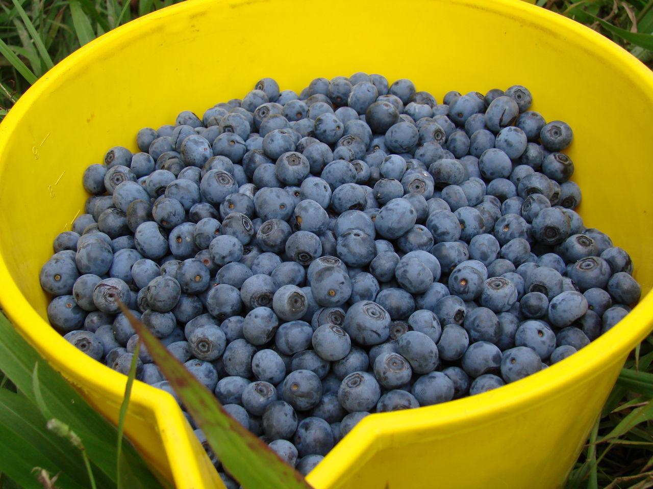 Summer Pudding - ABC News
