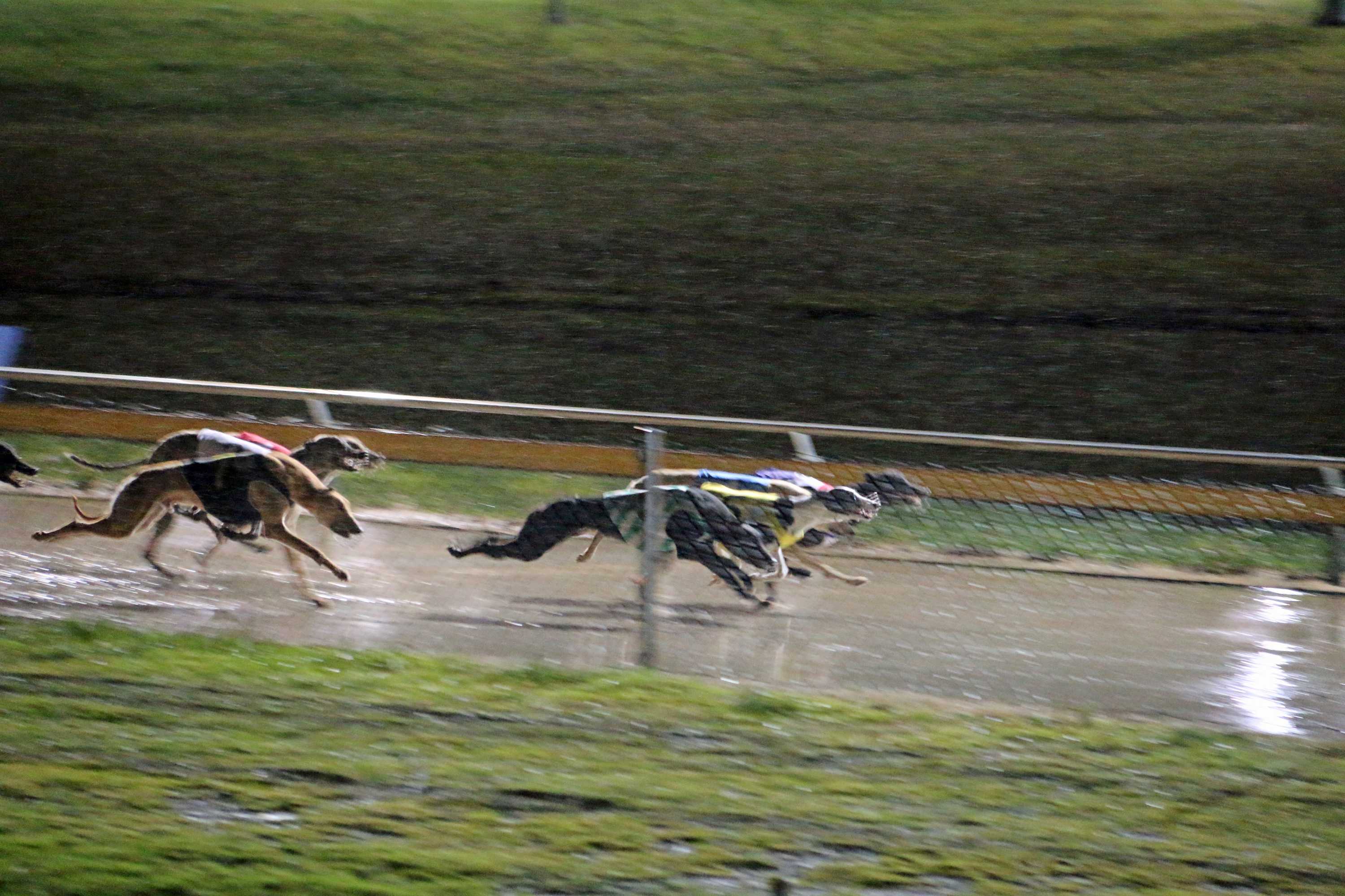 Tasmanian government urged to 'phase out' greyhound racing following ...