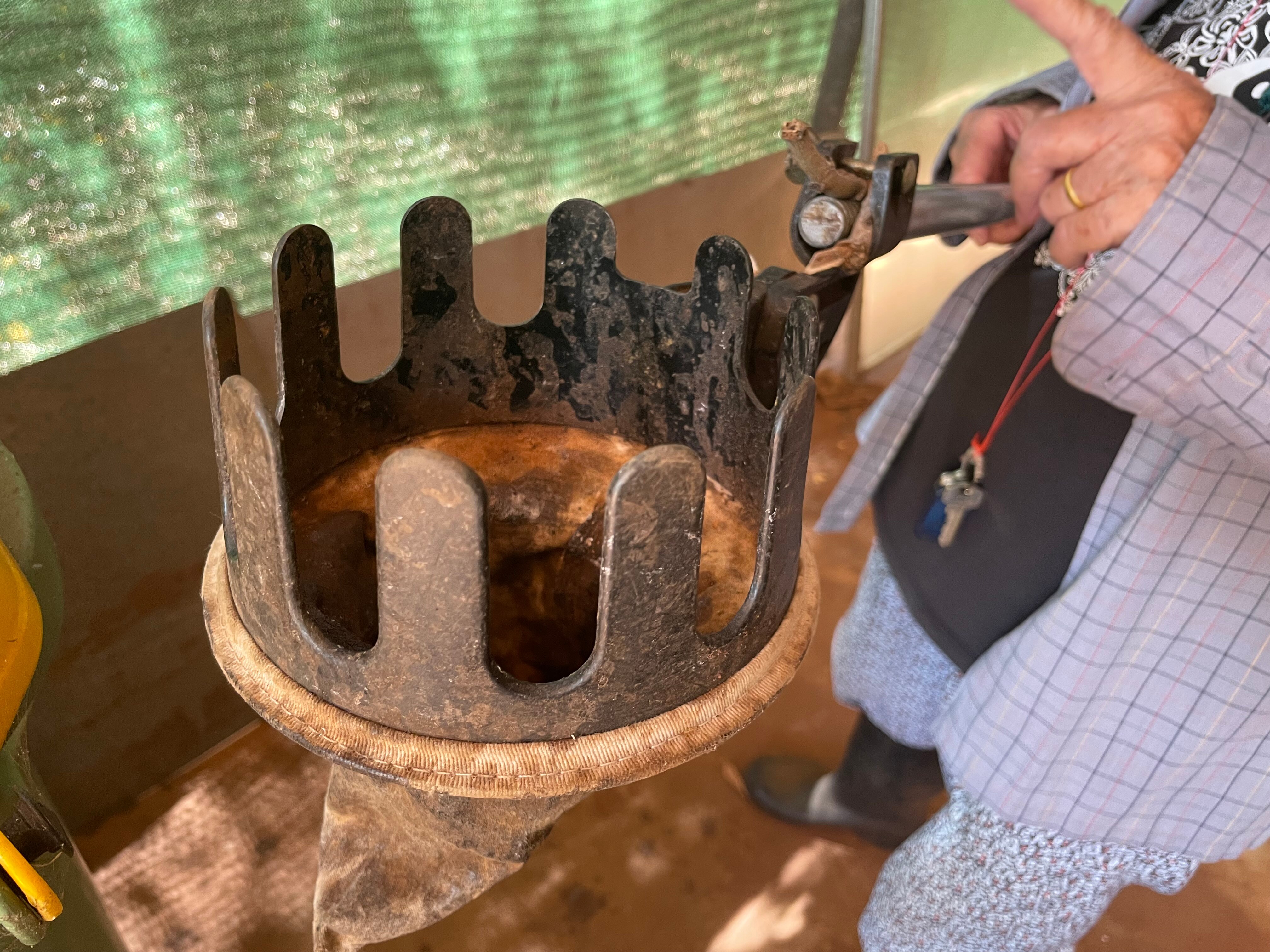 Mango season is here but be warned — a small squirt of its sap is ...