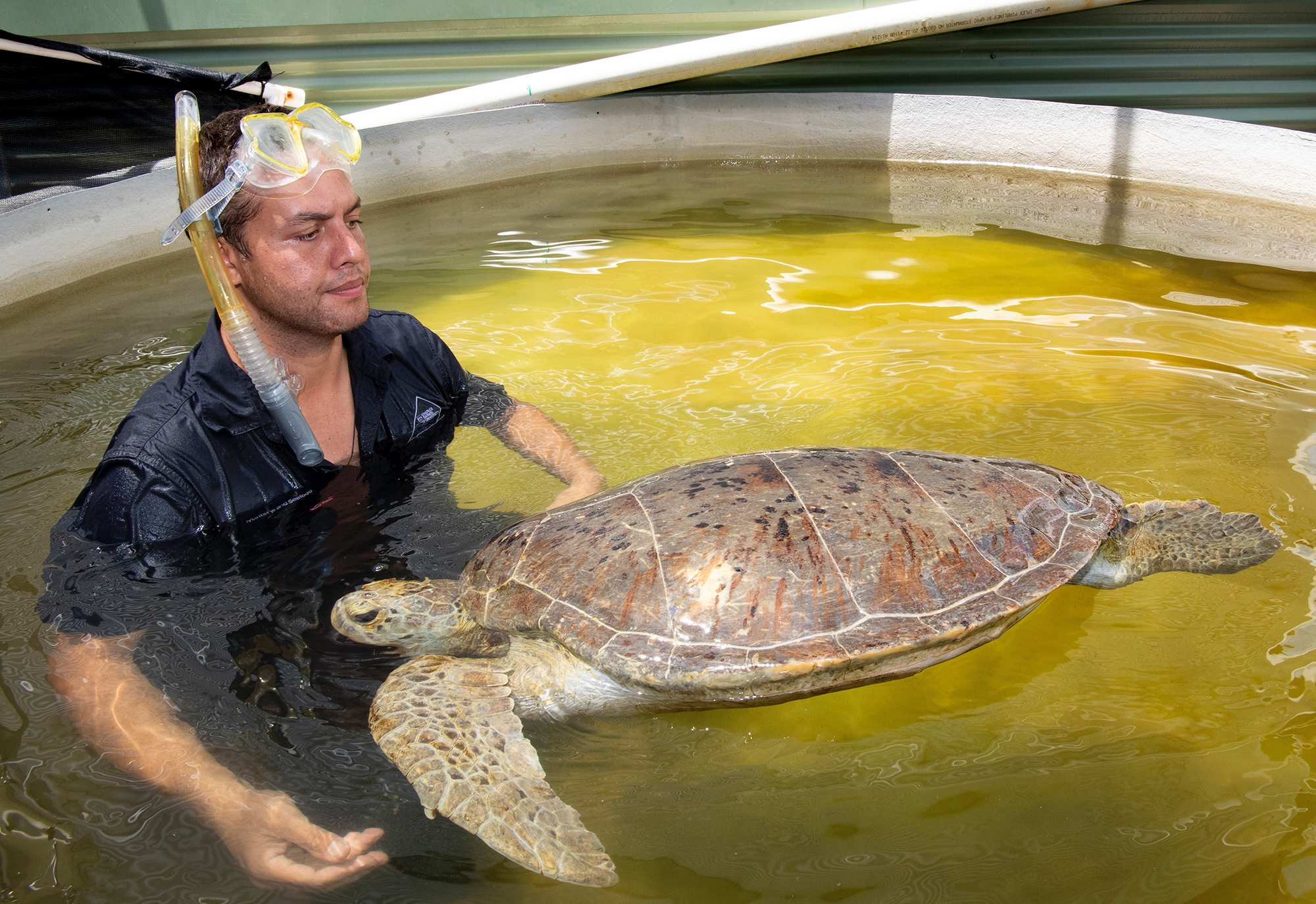 Sea turtles suffering more injuries, illnesses as sea temperatures rise ...