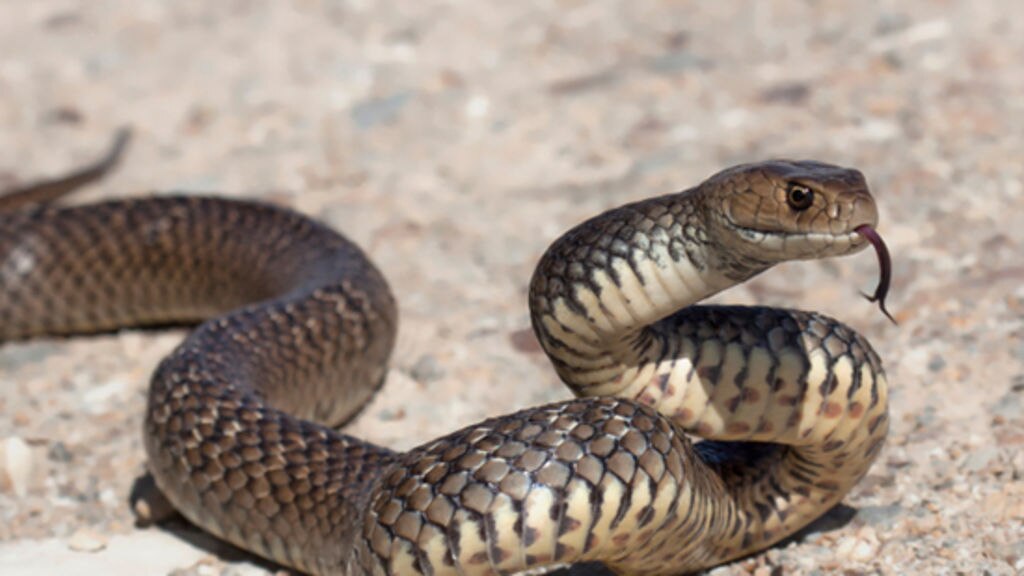 Snakes on the Plains - ABC News