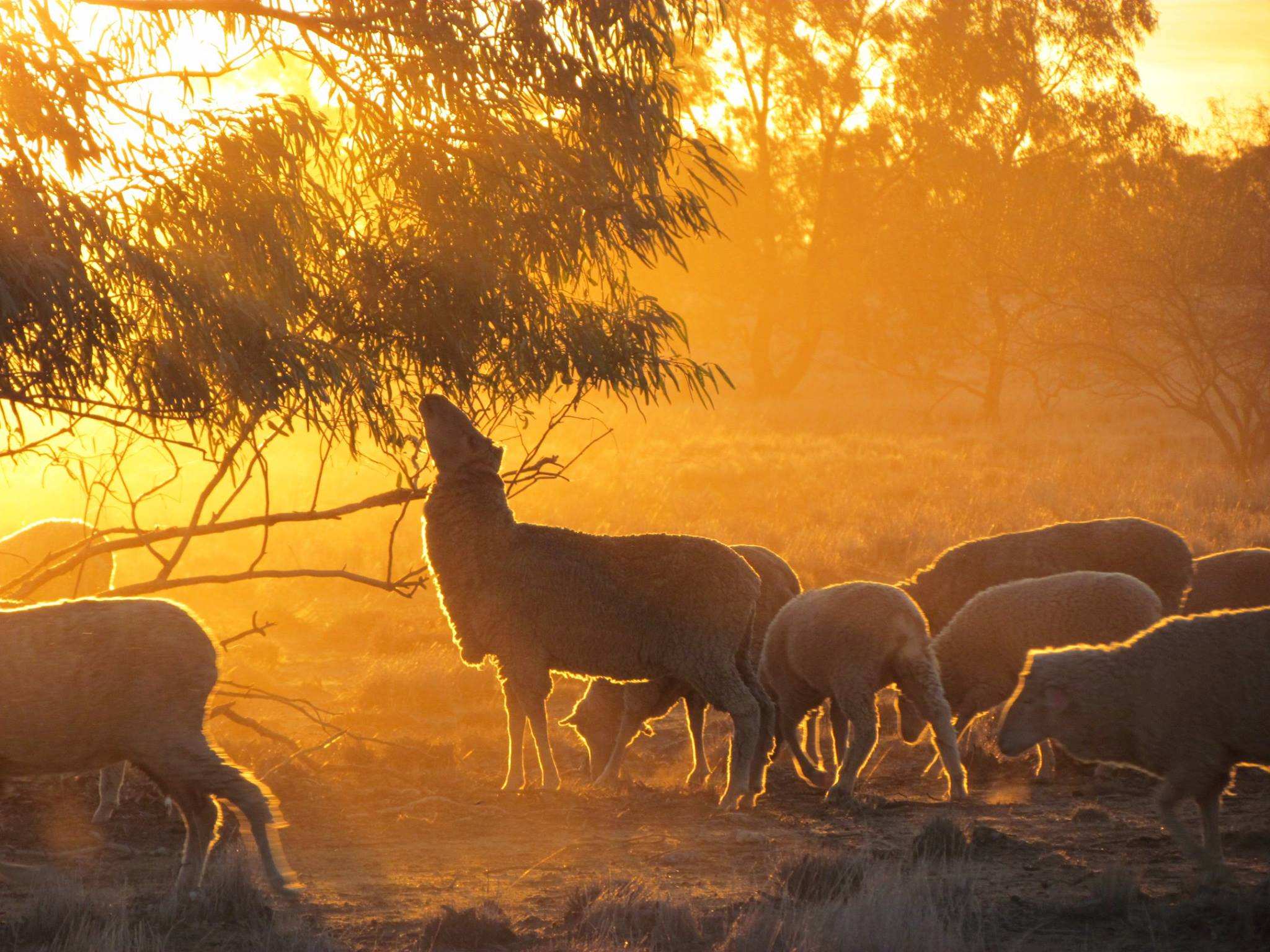 Photography helps Longreach grazier ease drought despair - ABC News