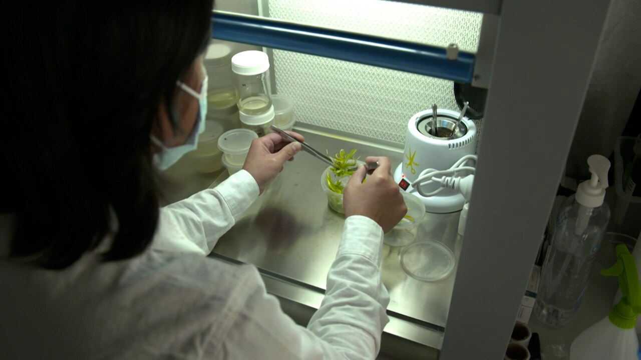 This tropical indoor plant collector has turned his lounge into a ...