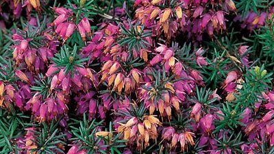 Erica - Gardening Australia