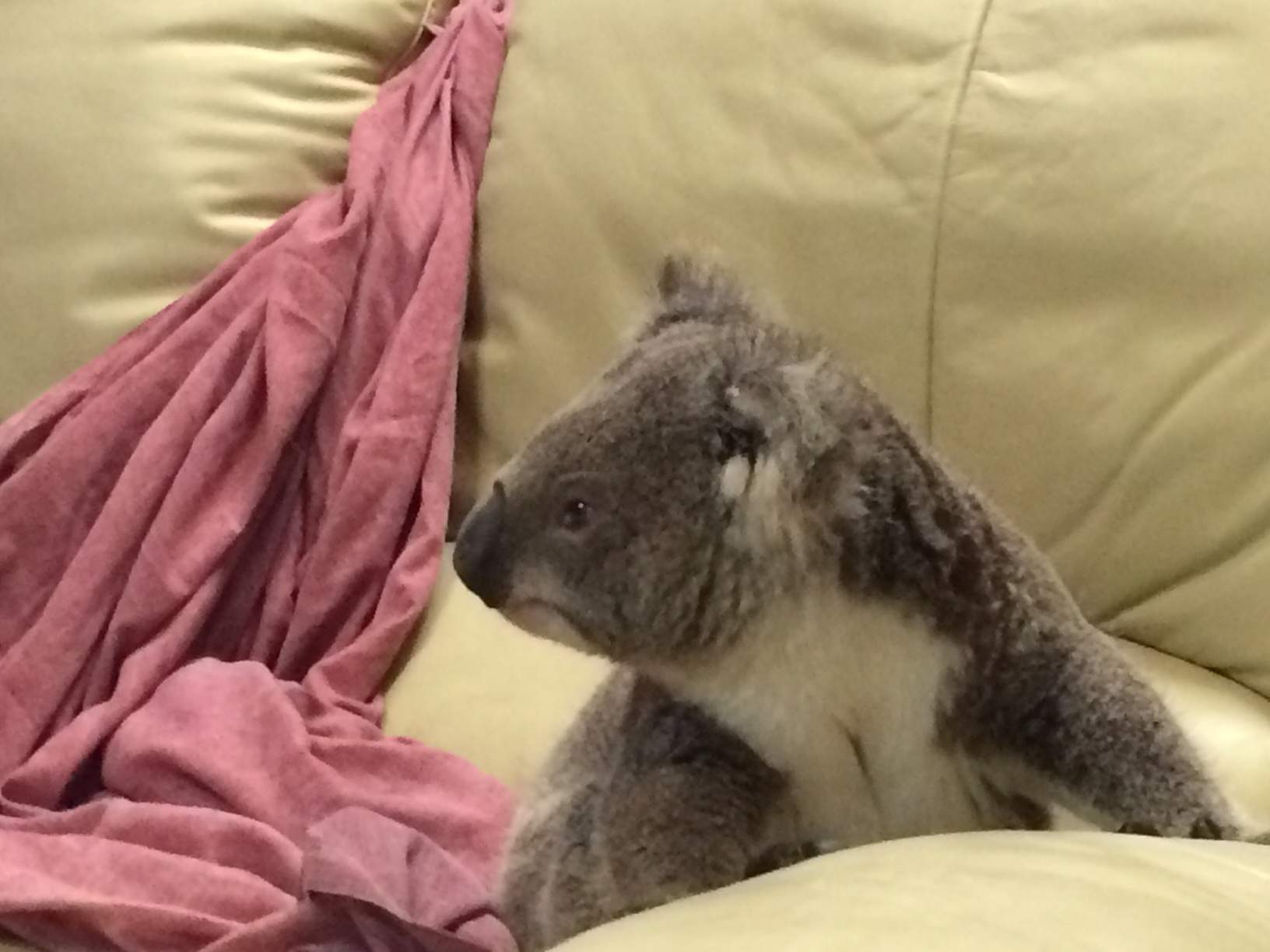 Koala on the couch made itself comfortable and cosy - ABC News