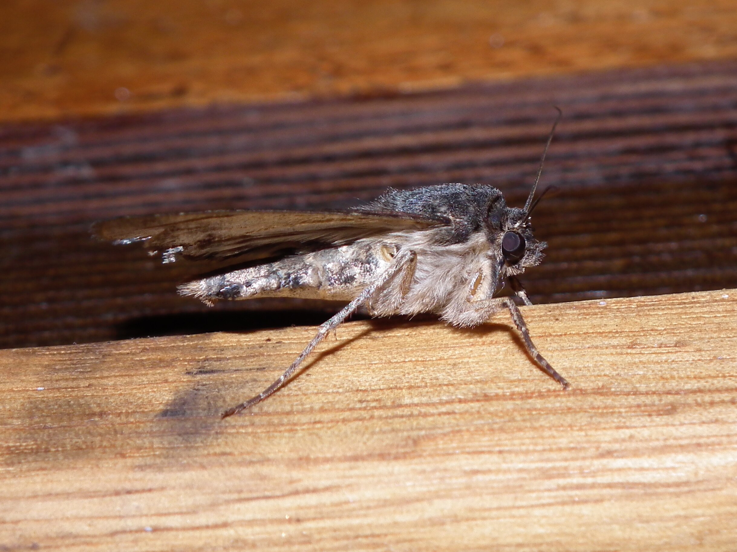 ABC announces first Australian Insect of the Year award via online poll ...