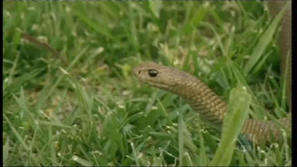 Adaptation of the Australian Brown Snake - ABC News