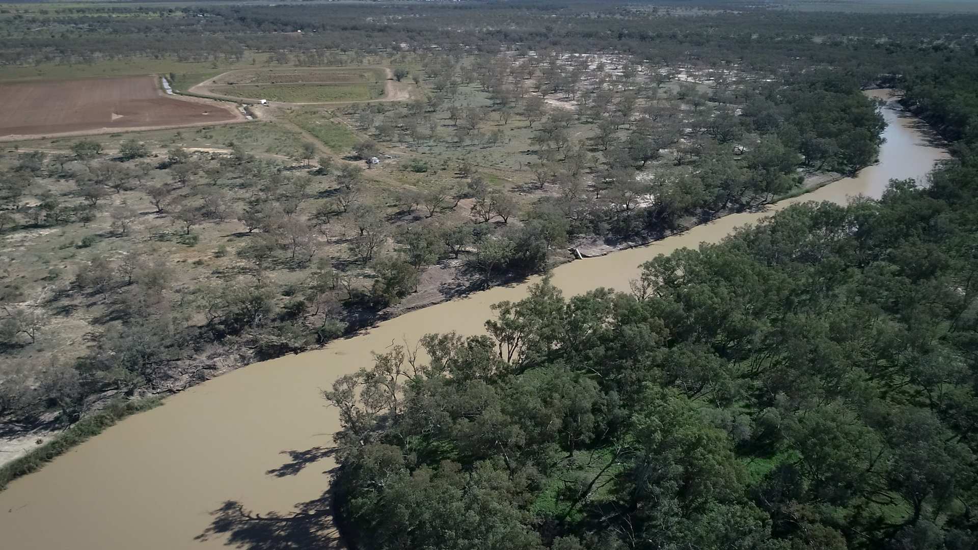 Darling River wildlife, vegetation show signs of life as they come back ...
