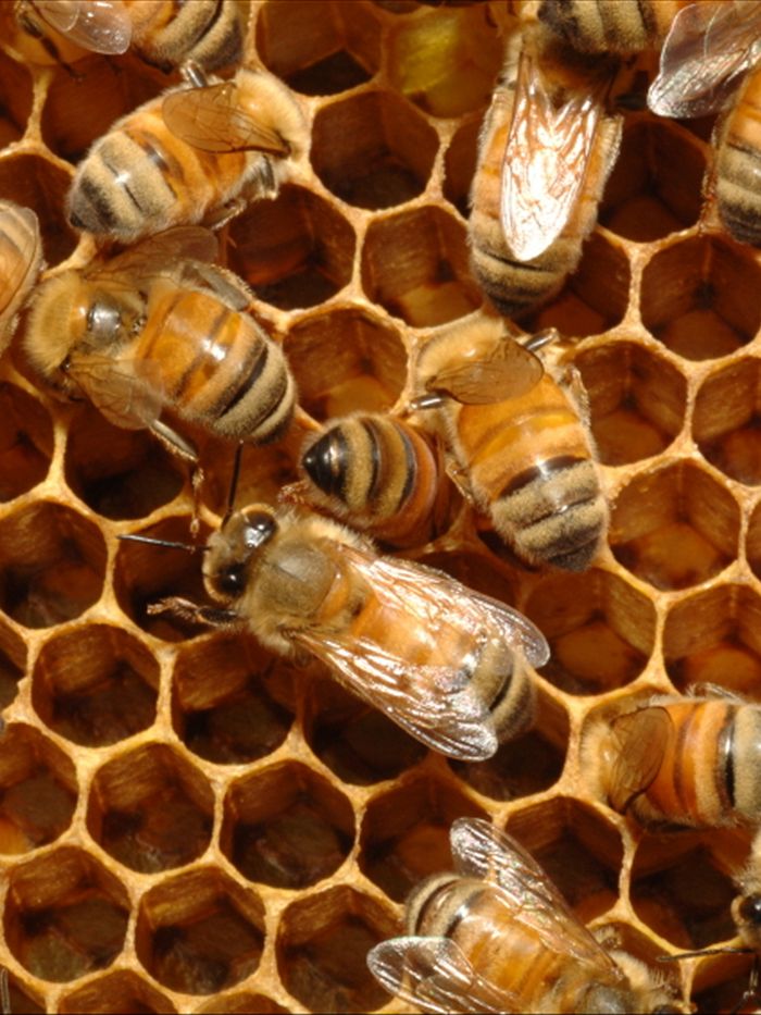 Not pollen your leg: the buzz behind urban beekeeping - ABC listen