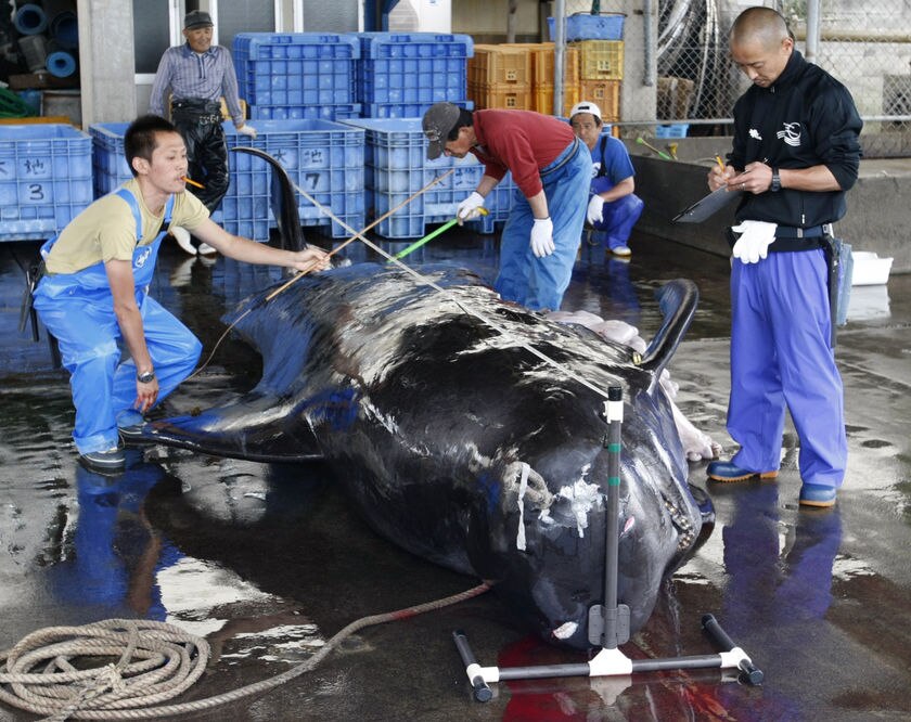 Japan insists scientific whaling produces results - ABC News