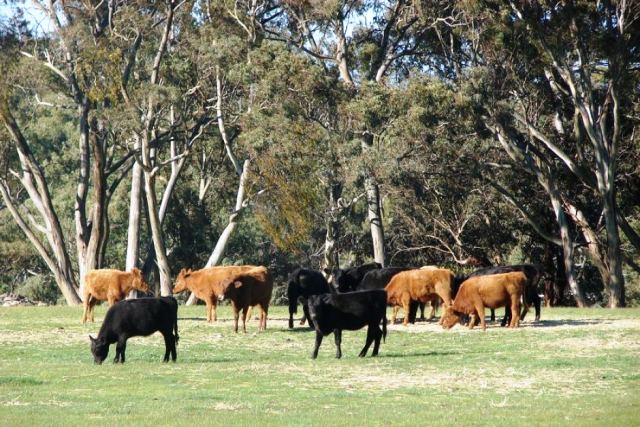 Lead cattle poisoning almost cleared - ABC News