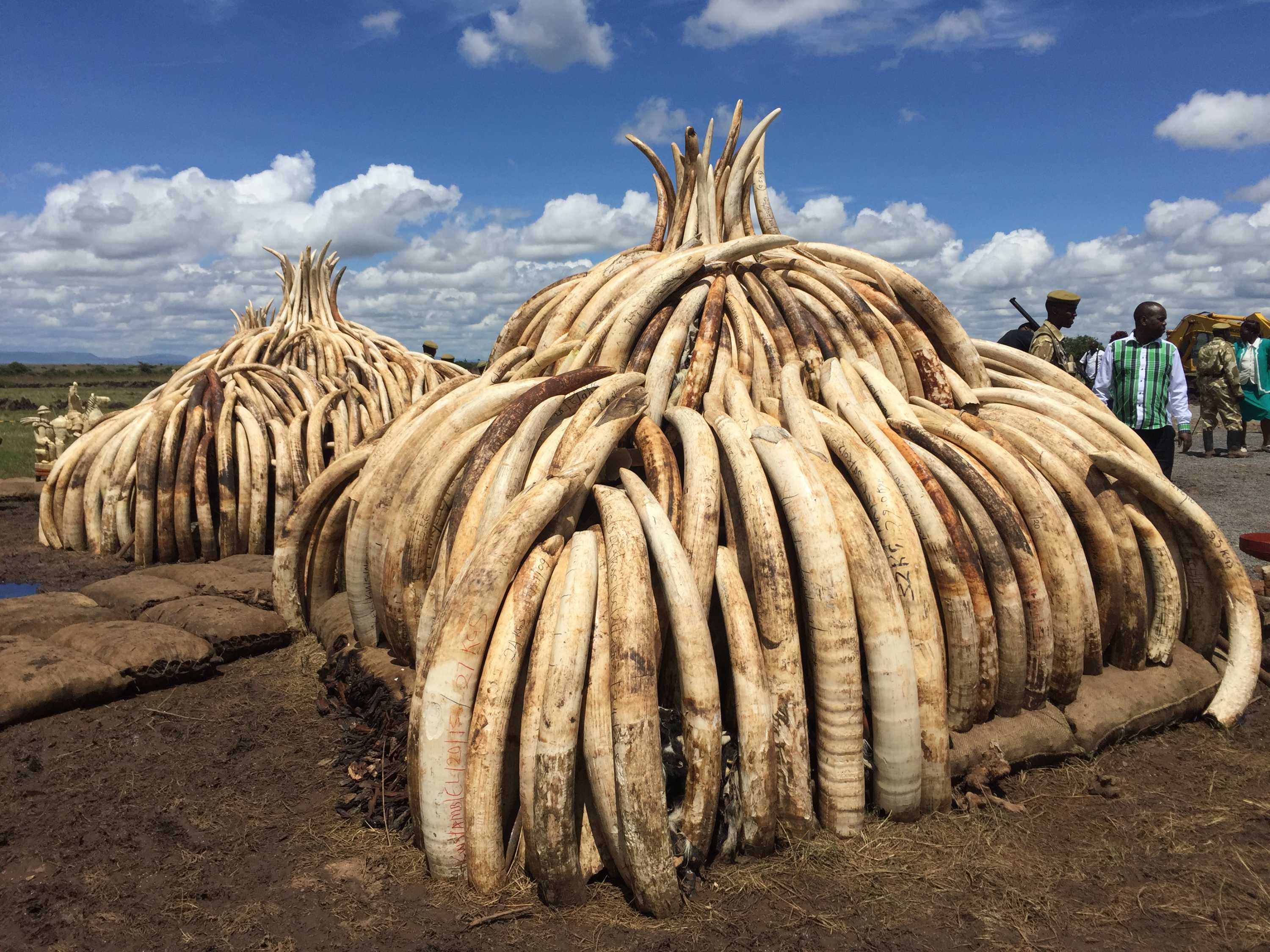 China to ban domestic ivory trade by end of 2017 in 'game changer ...