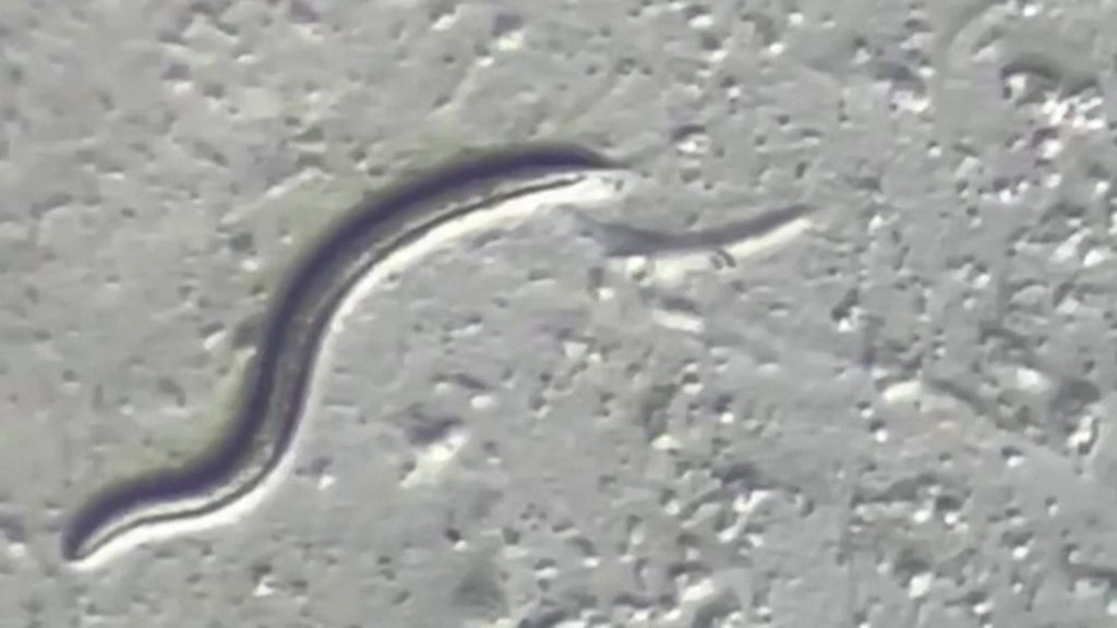 46,000-year-old worms come back to life after permafrost thaw - ABC News