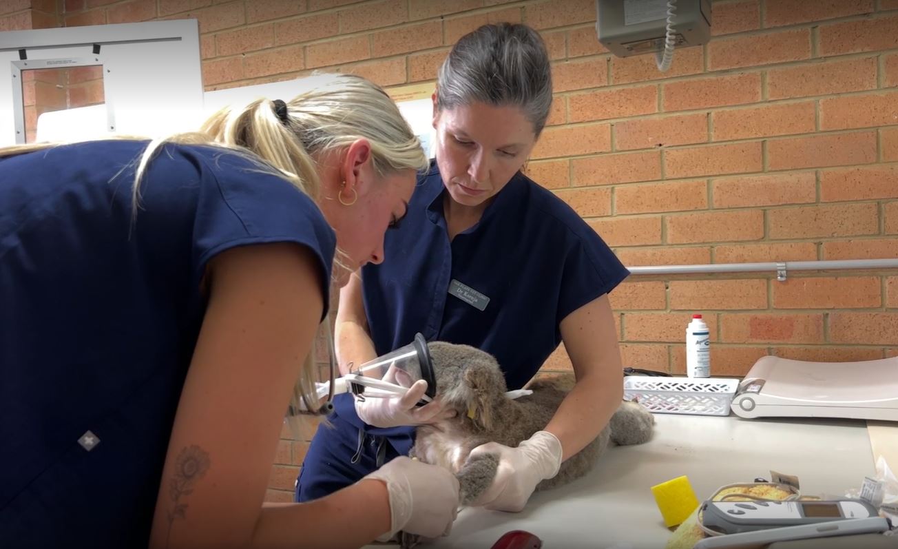 Koala rescued from Cordeaux Dam wall released into bush after medical ...