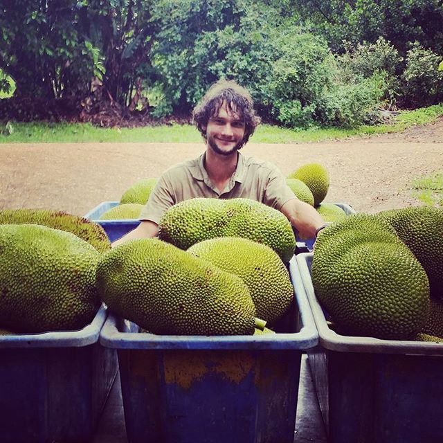 Jackfruit increasing in popularity as a meat alternative as plant-based ...