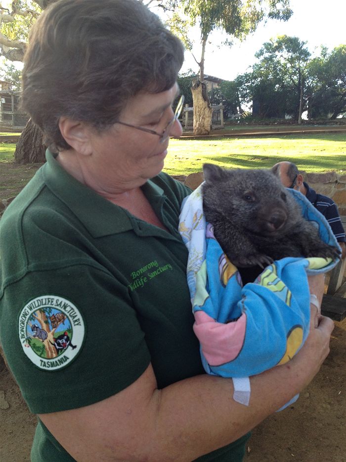 Homes and food for animals affected by Tas bushfire - ABC listen