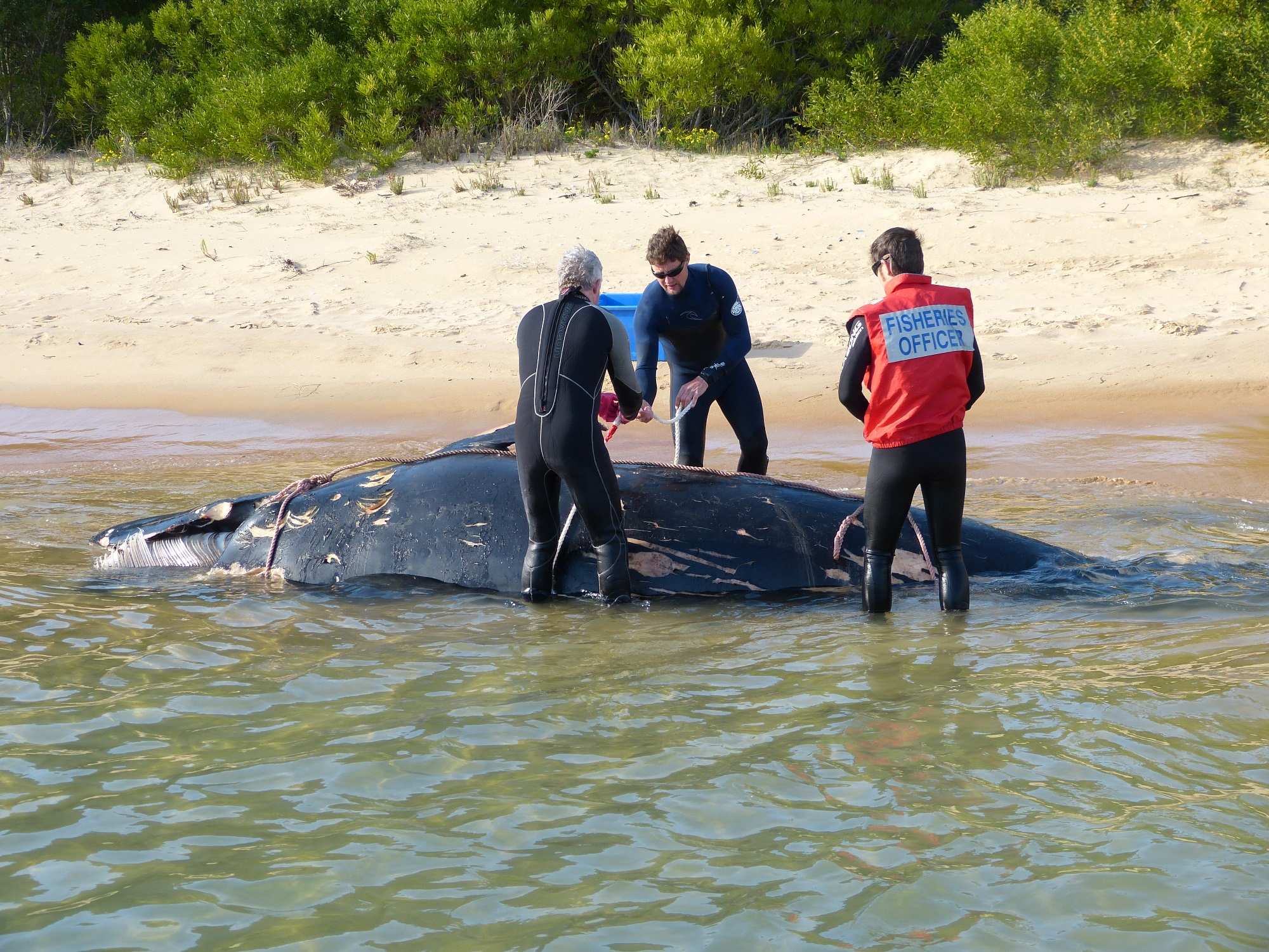 Autopsy performed on rare Pygmy Right whale specimen, found dead on ...