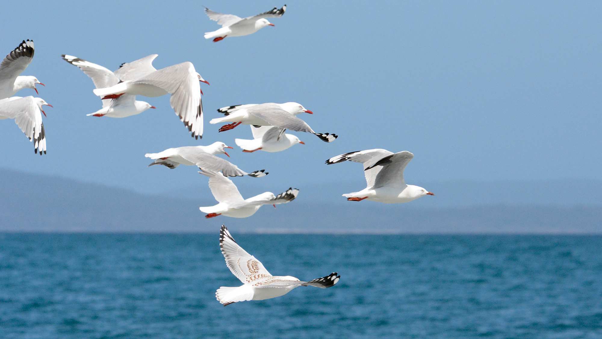 BirdLife Tasmania call to end seagull egg-oiling program near Sorell ...