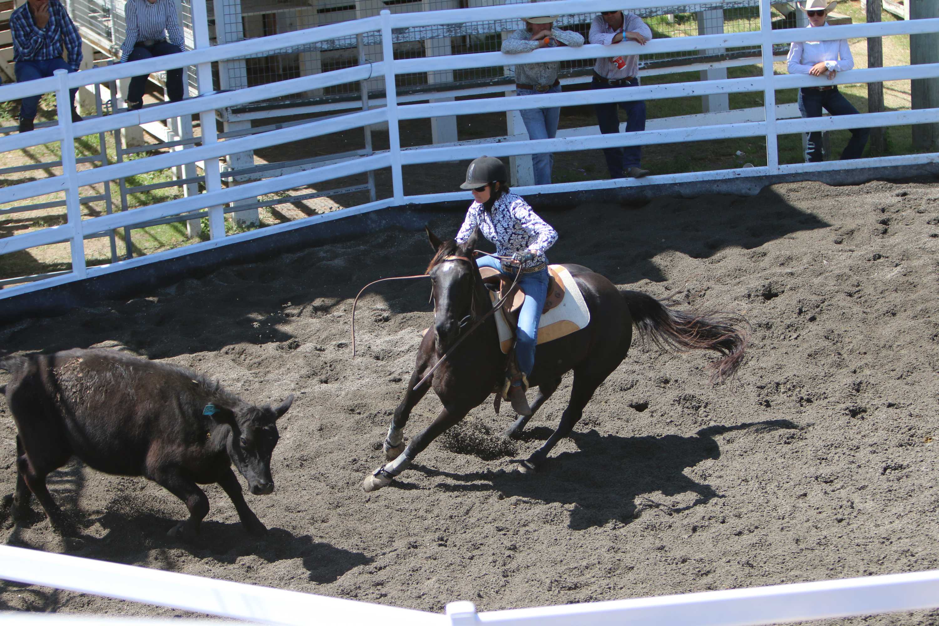 Record rider-numbers at 86th Warwick Campdraft in south east Queensland ...