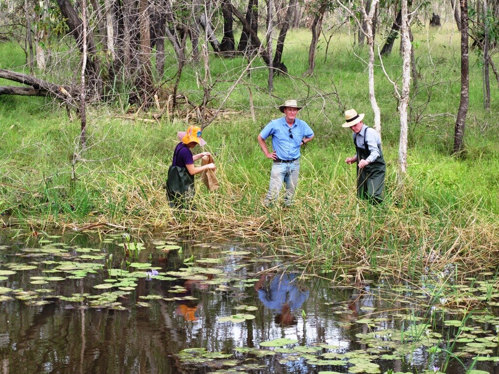 Australian wild rice could hold key to global food security - ABC Radio ...